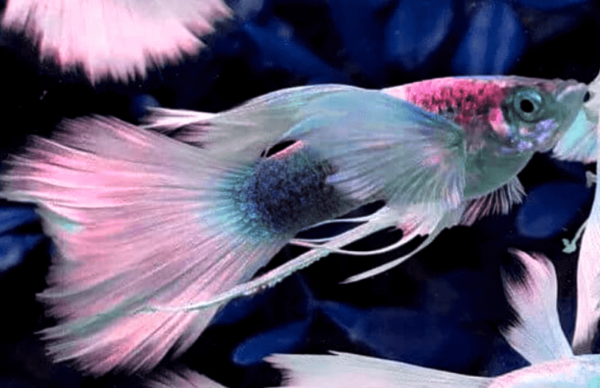 Why Do Guppies Keep Dying? [ Problems And Solutions]