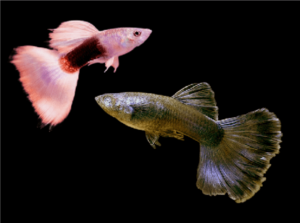 Can Yoyo Loach Live With Guppies? - Tiny Fish Tank