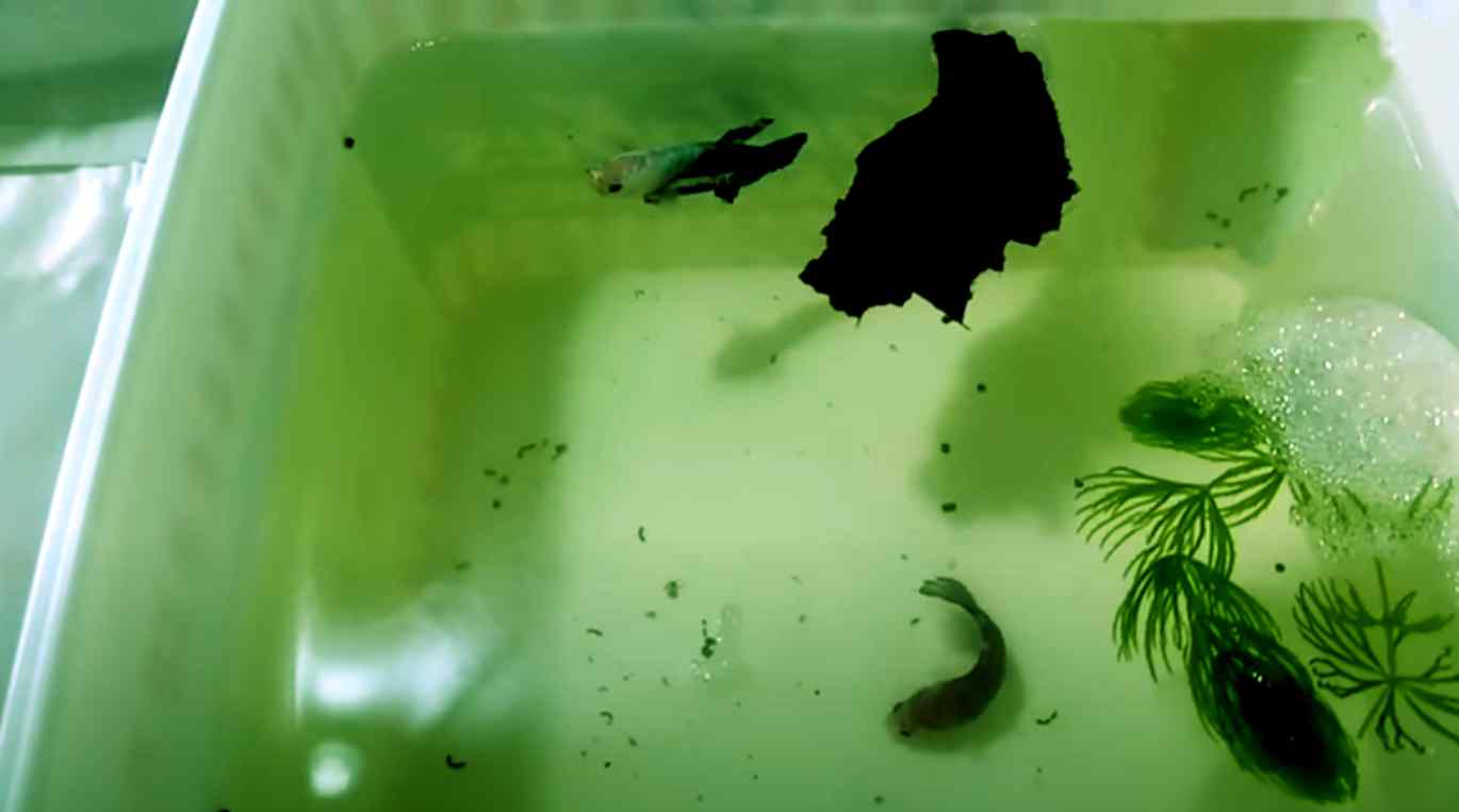 Can Betta Live In Plastic Buckets? [Expert Advice]