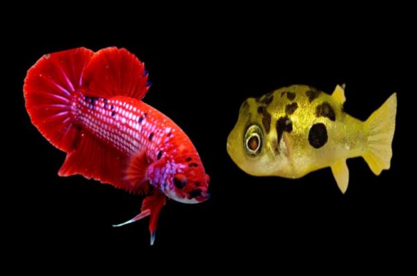 How To Treat Your Betta Fish With The Salt Bath? [Expert Advice] - Tiny ...