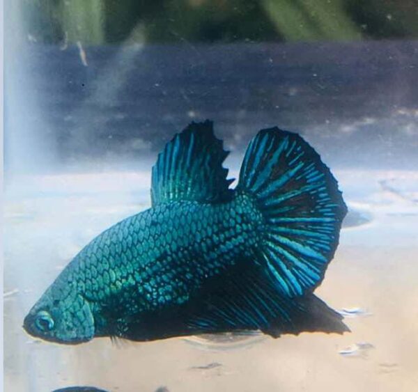 Can You Keep Kribs With A Betta?