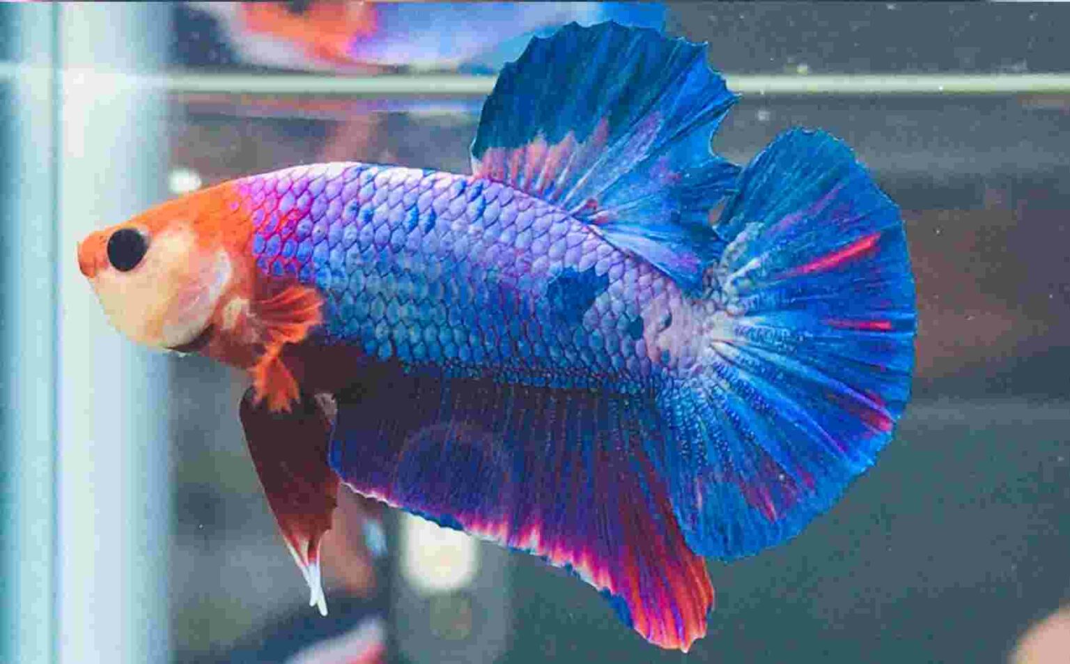 Can You Keep Killifish With A Betta?