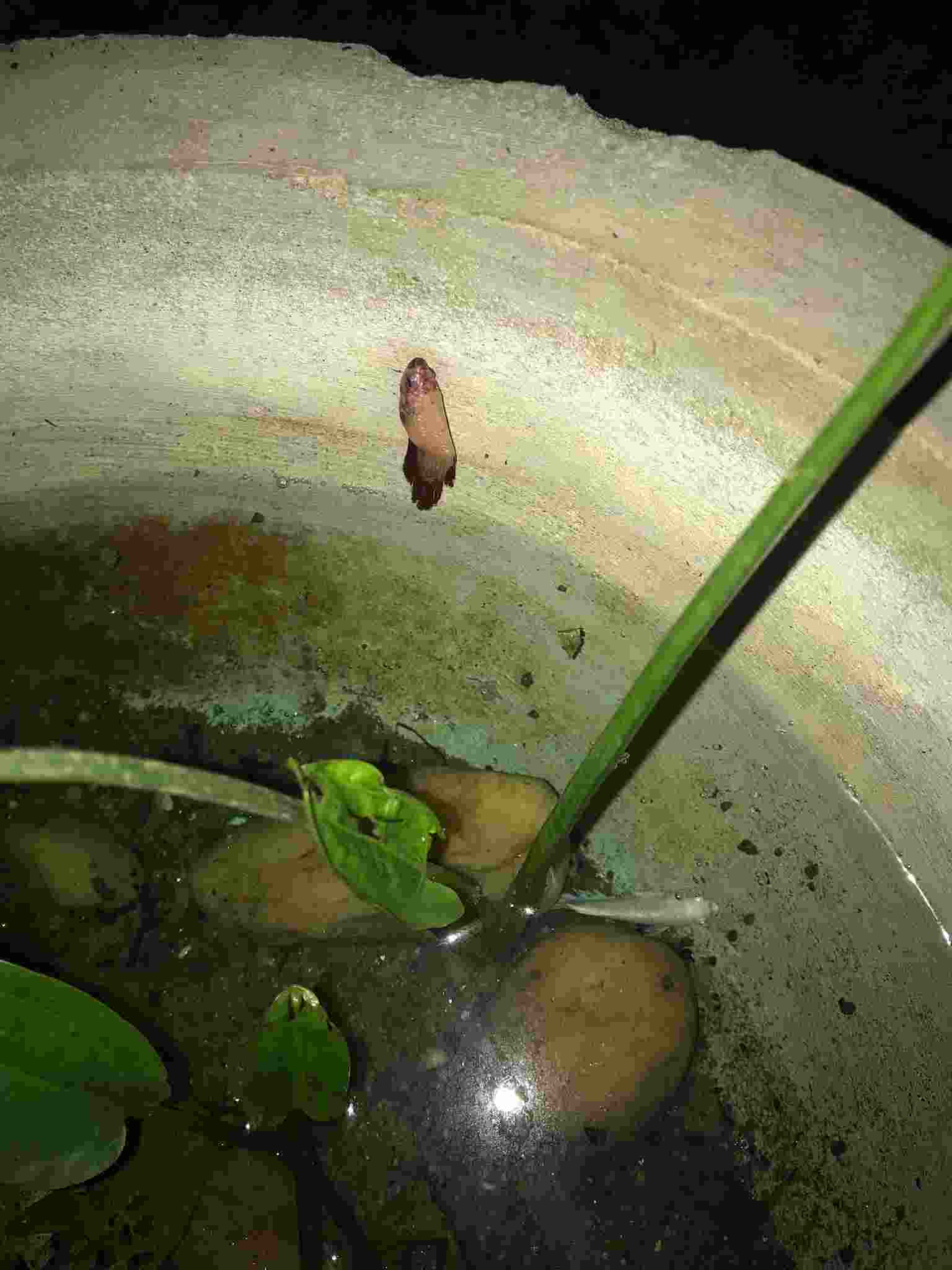 Why Are Betta Fish Sticking Head Out Water? 5 Reasons