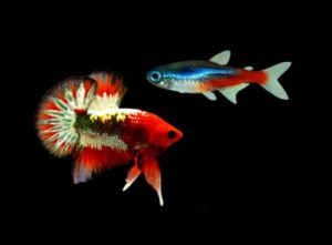 Can Betta Fish Live Together With Discus Fish? - Tiny Fish Tank