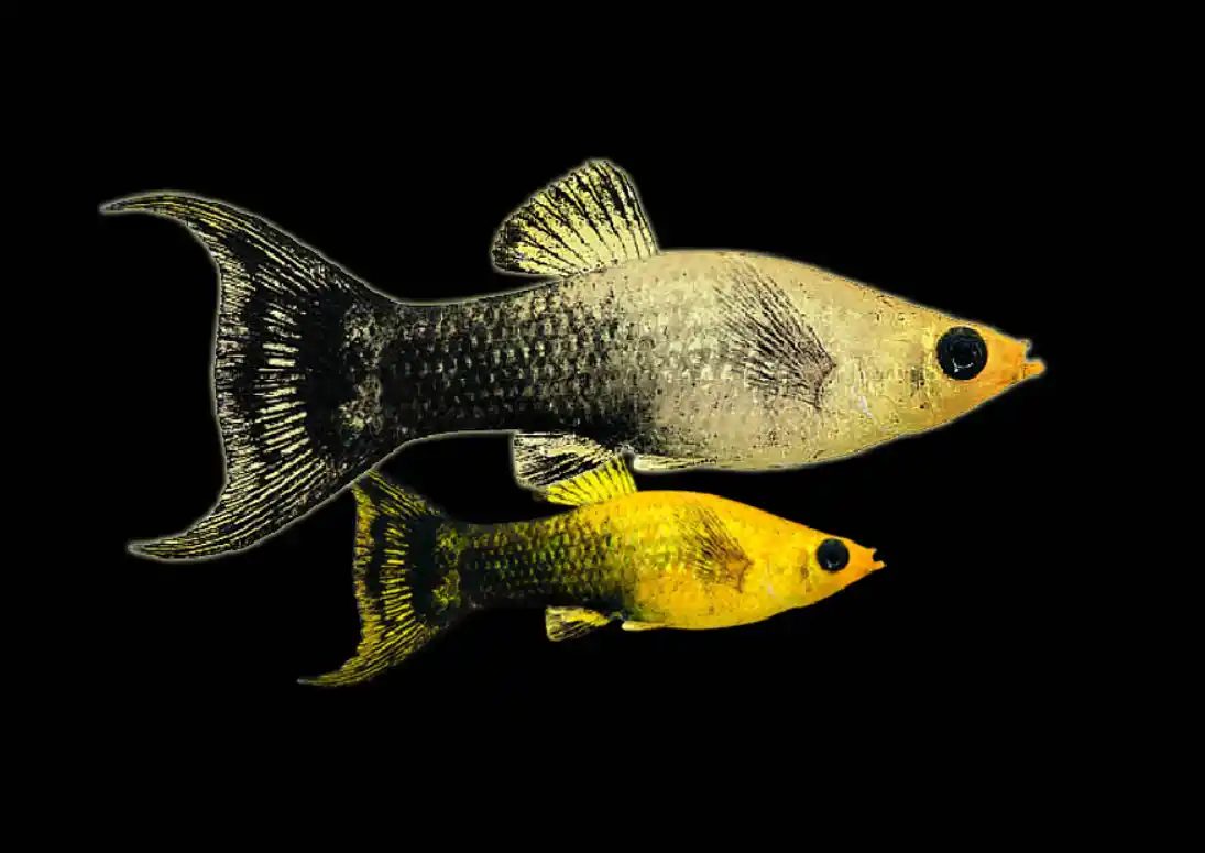 Why Is My Molly Turning White? - Tiny Fish Tank