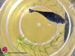 Dropsy In Betta Fish - Symptoms, Stages, And Provide Expert Advice