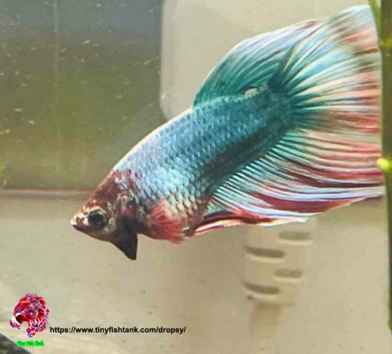 Dropsy In Betta Fish - Symptoms, Stages, And Provide Expert Advice