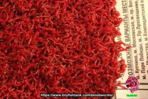 Facts Of Bloodworms, Bait, And Live Fish Feed - Tiny Fish Tank