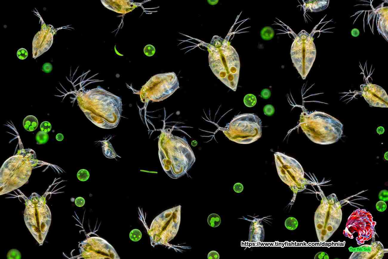 Daphnia - History And Aquatic World Of Water Flea - Tiny Fish Tank