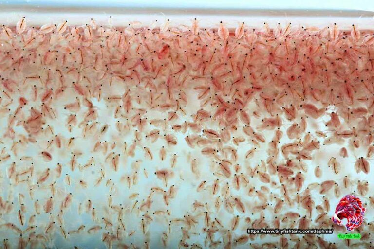 Daphnia - History And Aquatic World Of Water Flea - Tiny Fish Tank