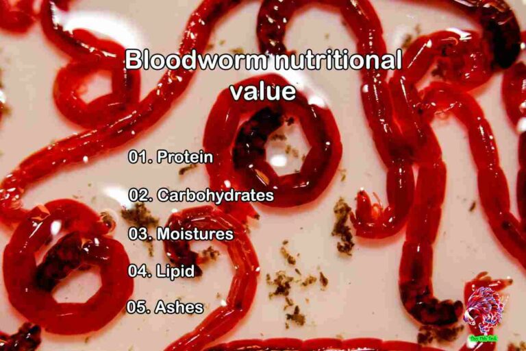 Facts Of Bloodworms, Bait, And Live Fish Feed - Tiny Fish Tank