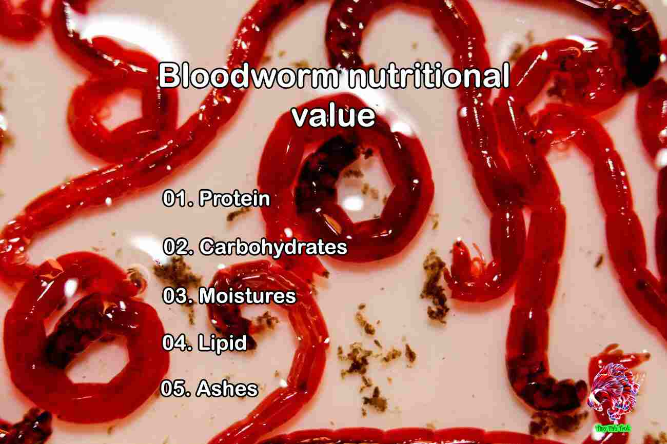 Facts Of Bloodworms, Bait, And Live Fish Feed - Tiny Fish Tank