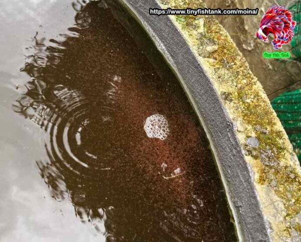 Moina - World Of Aquatic Microorganisms - Tiny Fish Tank
