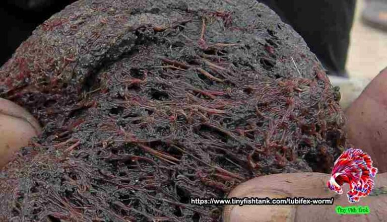 Tubifex -The Facts Of Aquatic Worms - Tiny Fish Tank