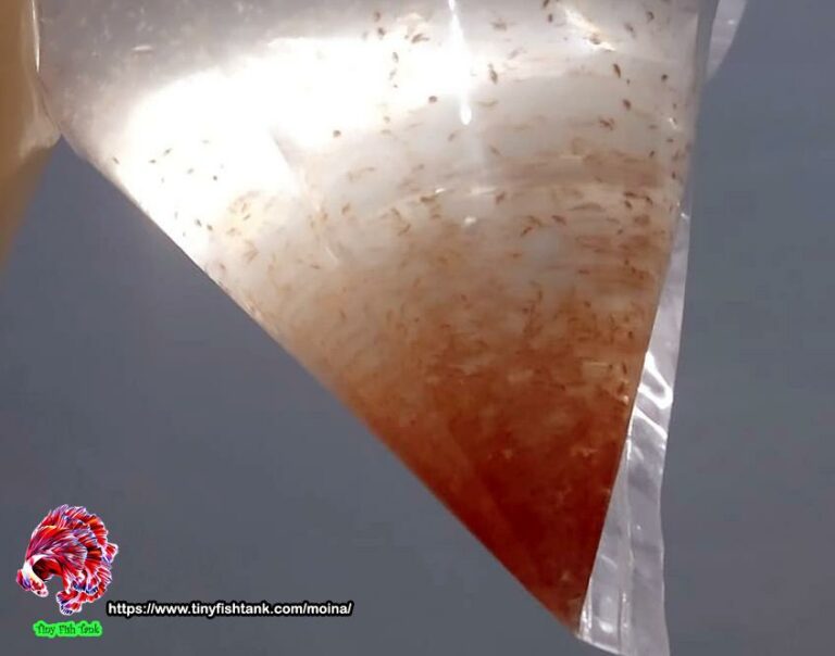 Moina - World Of Aquatic Microorganisms - Tiny Fish Tank