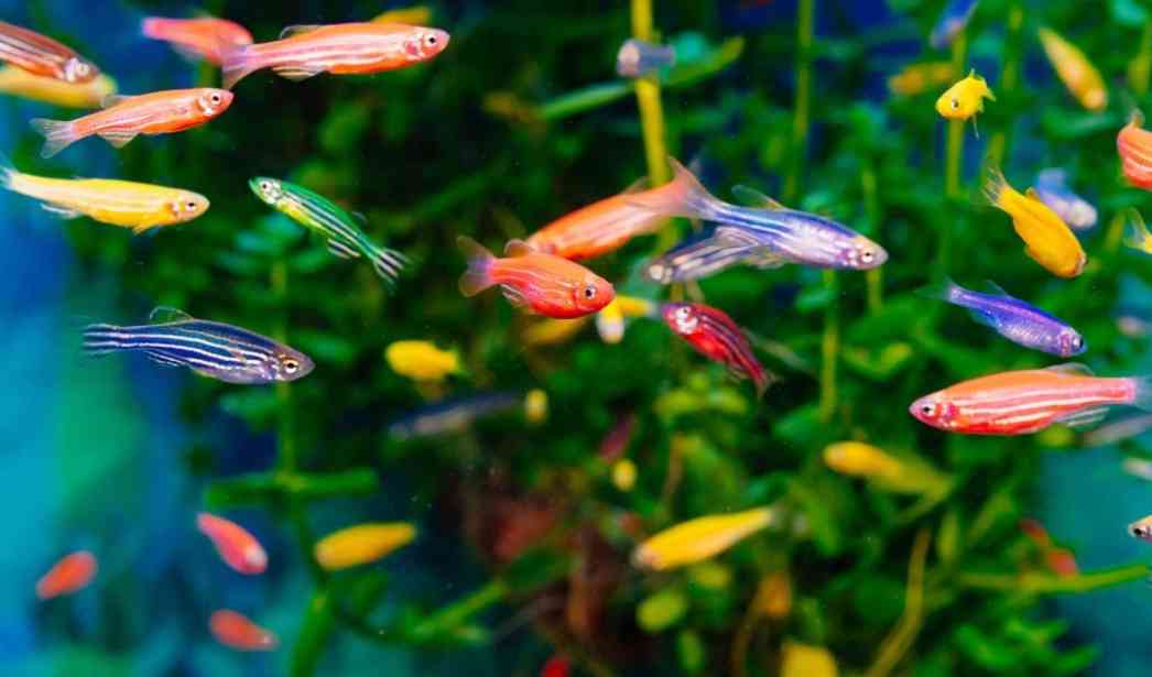 The Egg Laying Of Zebra Danios - Tiny Fish Tank