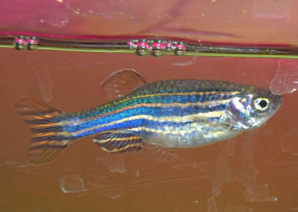 Do Zebra Danios Lose Color At Night? - Tiny Fish Tank