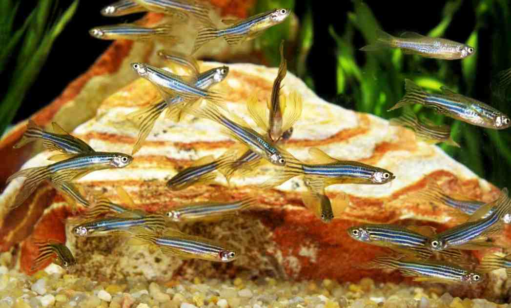 Do Zebra Danios Lose Color At Night? - Tiny Fish Tank