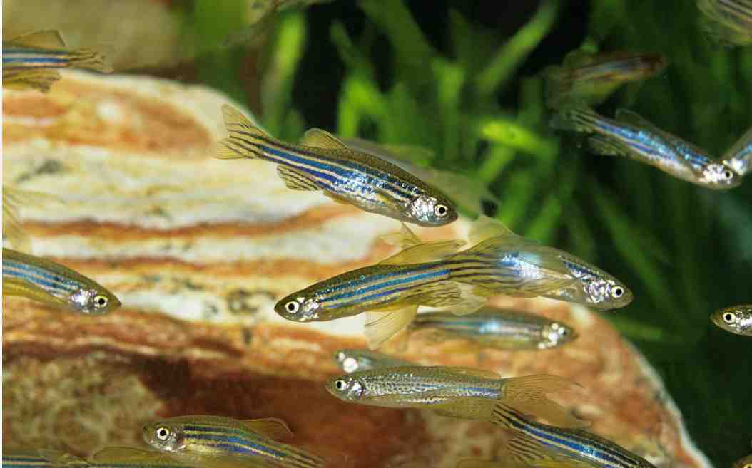 How To Breed Zebra Danios? - Tiny Fish Tank