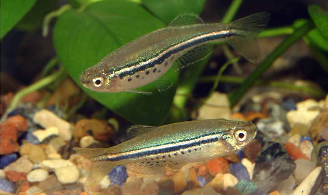 Maximizing The Lifespan Of Your Zebra Danio Fish: 10 Key Factors - Tiny ...