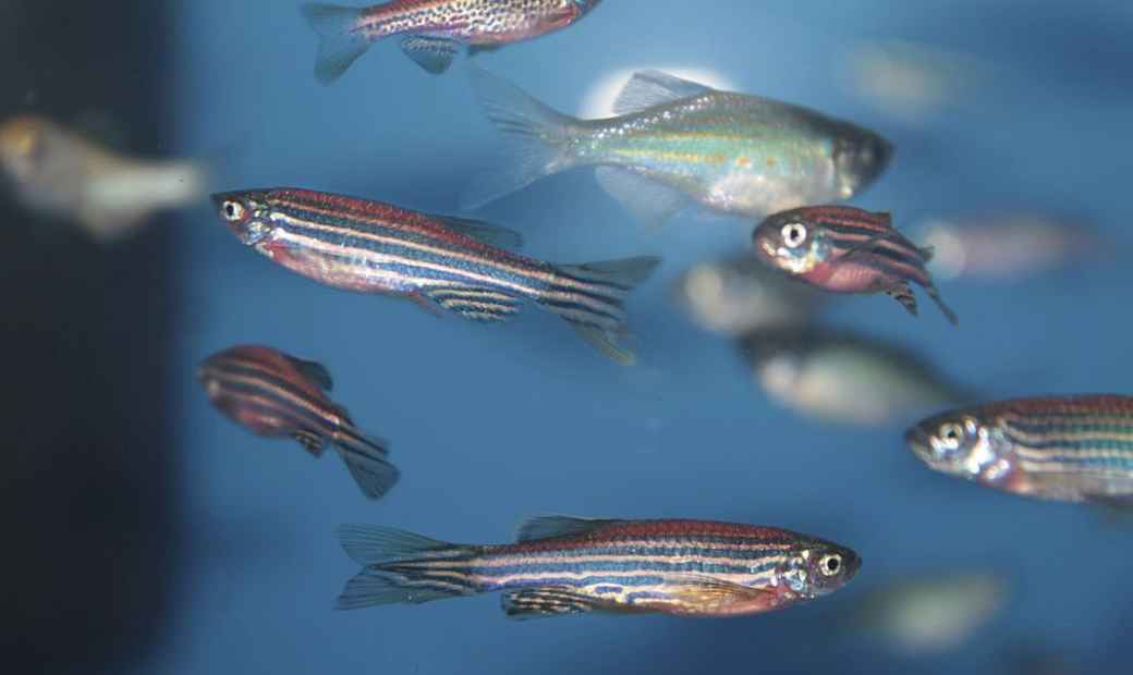 How To Breed Zebra Danios? - Tiny Fish Tank