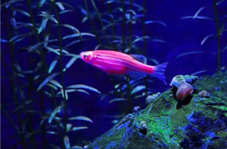 The Tragedy Of The Dying Zebra Danios - Tiny Fish Tank