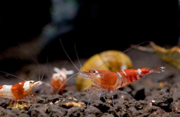 Zebra Danio And Shrimp In A Community Tank - Tiny Fish Tank