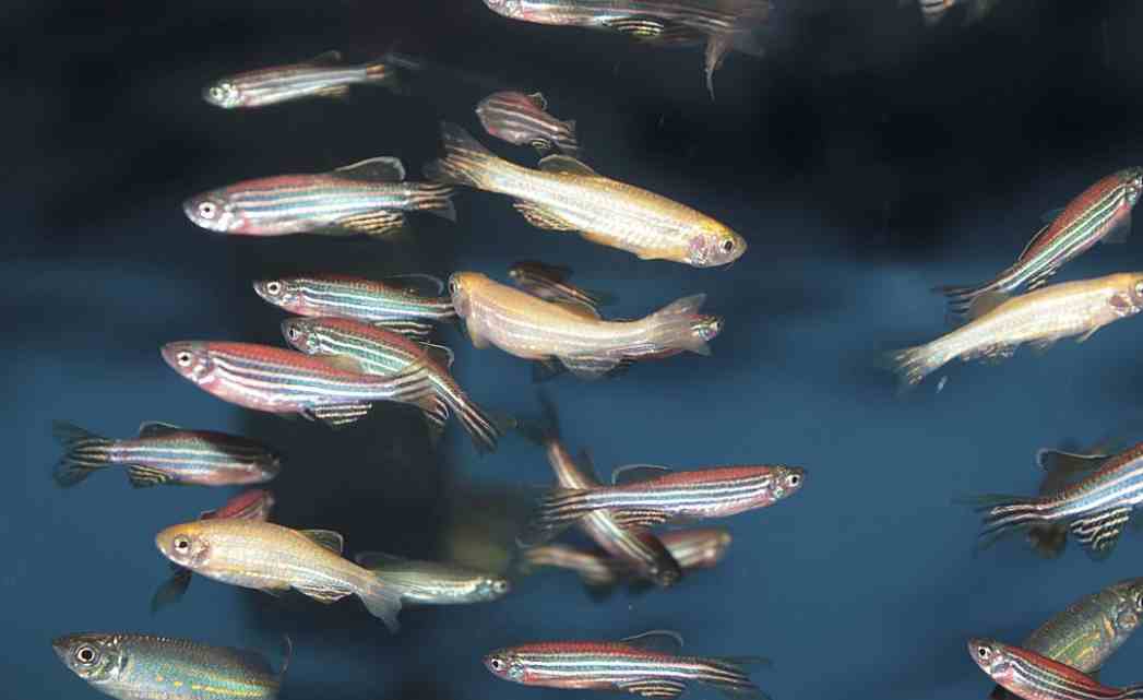 The Curious Case Of The Disappearing Zebra Danios [5 Facts] - Tiny Fish Tank