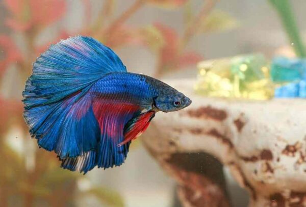 4 Reasons For Shed Skin-Do Betta Fish Shed Their Skin? - Tiny Fish Tank