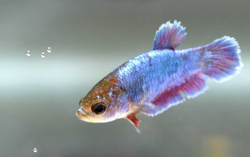 5 Signs And Symptoms Of Pregnant Female Betta - Tiny Fish Tank