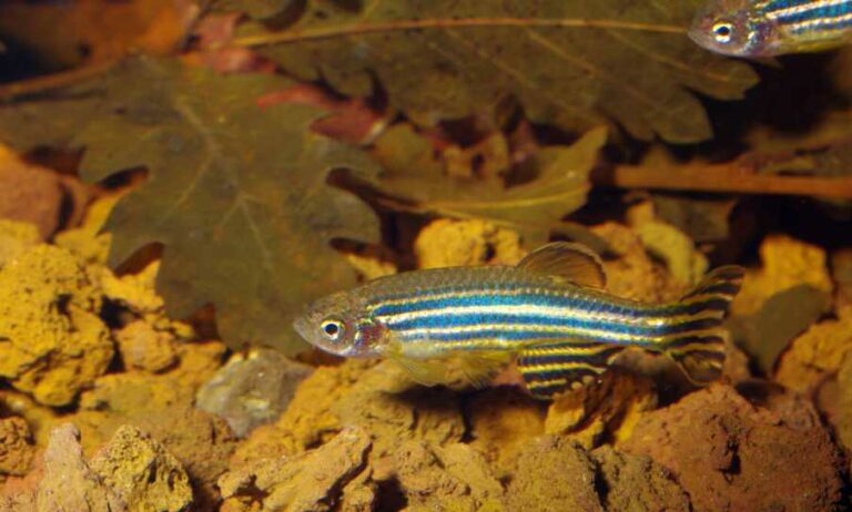 Danios In Outdoor Ponds And Tubs - Tiny Fish Tank