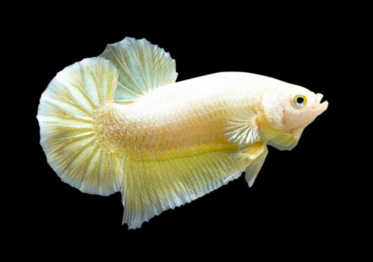 5 Signs And Symptoms Of Pregnant Female Betta - Tiny Fish Tank
