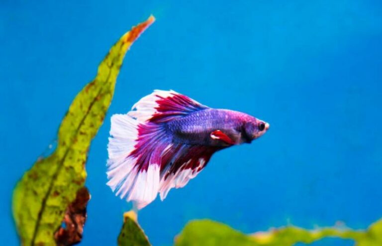 4 Reasons For Shed Skin-Do Betta Fish Shed Their Skin? - Tiny Fish Tank