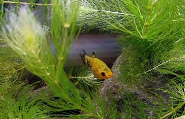Optimal Water Temperature For Molly Fish - Tiny Fish Tank