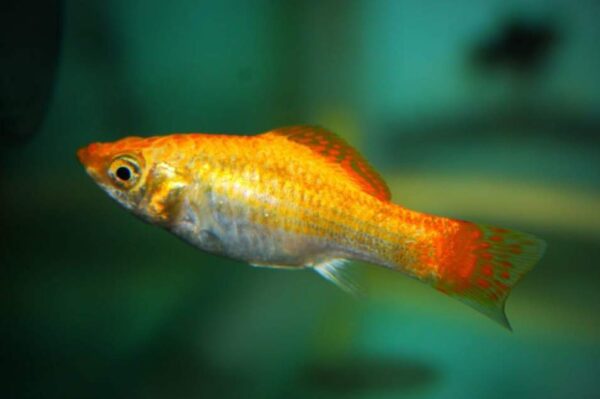 The Beginners Guide To Molly Fish Tank Setup And Maintain - Tiny Fish Tank