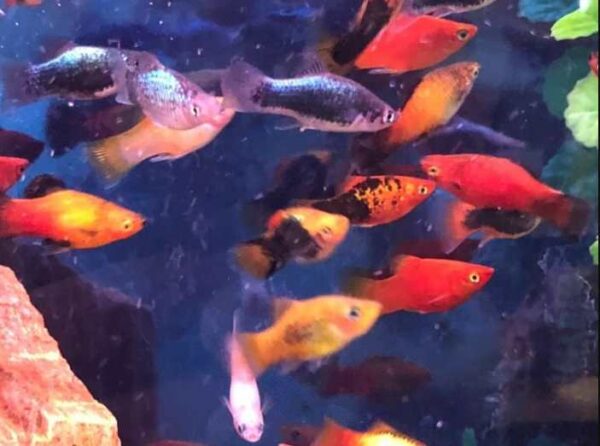 Optimal Water Temperature For Molly Fish - Tiny Fish Tank