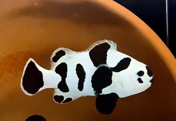 Diseases, Habitat, And Unique Characteristics Of Tomato Clownfish ...