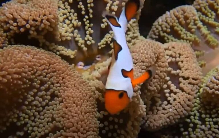 DaVinci Ocellaris Clownfish Size, Lifespan And Habitat - Tiny Fish Tank