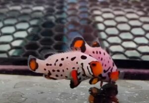 15 Clownfish Types You Need To Know About - Tiny Fish Tank