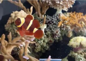 A Beginner's Guide To Caring For Gold Stripe Maroon Clownfish - Tiny ...