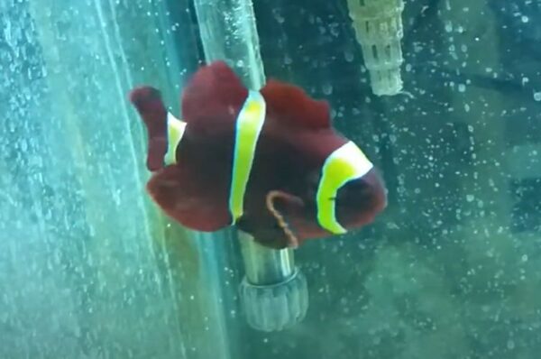 A Beginner's Guide To Caring For Gold Stripe Maroon Clownfish - Tiny ...