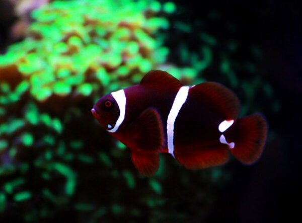 15 Clownfish Types You Need To Know About - Tiny Fish Tank