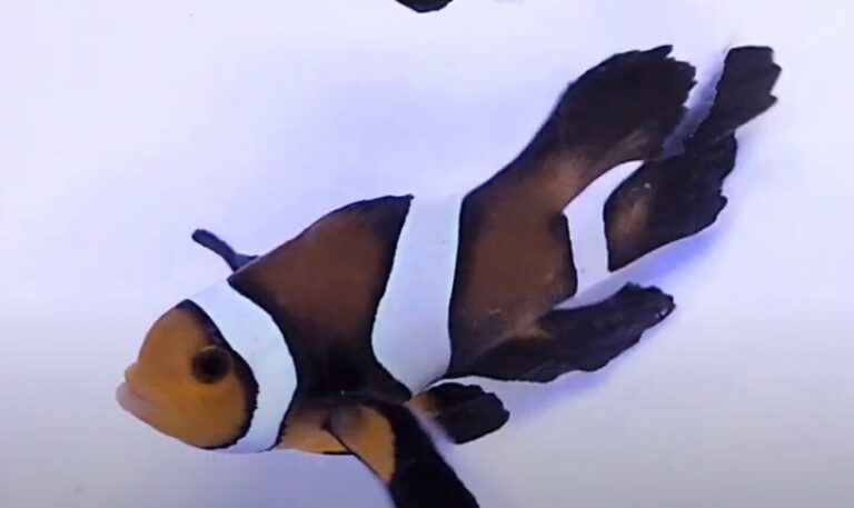 15 Clownfish Types You Need To Know About - Tiny Fish Tank