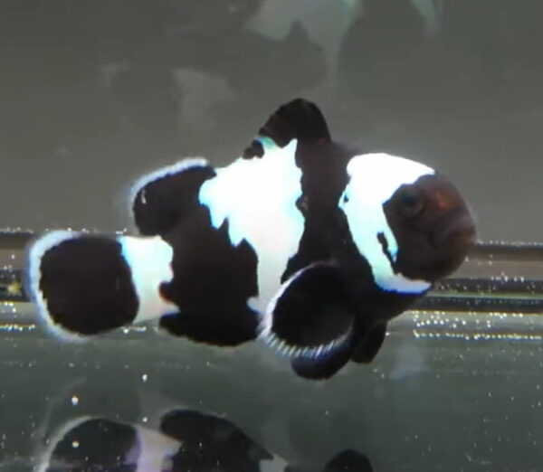 15 Clownfish Types You Need To Know About - Tiny Fish Tank