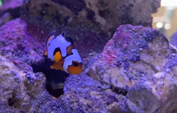 Everything You Need To Know About Snowflake Clownfish - Tiny Fish Tank