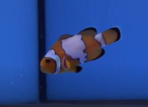 Everything You Need To Know About Snowflake Clownfish - Tiny Fish Tank
