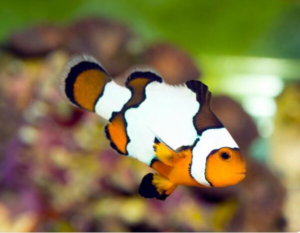 Everything You Need To Know About Snowflake Clownfish - Tiny Fish Tank