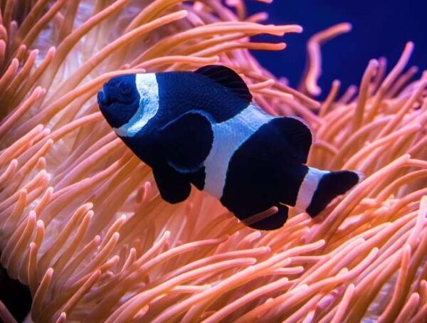 The Fascinating World Of Clownfish - Tiny Fish Tank