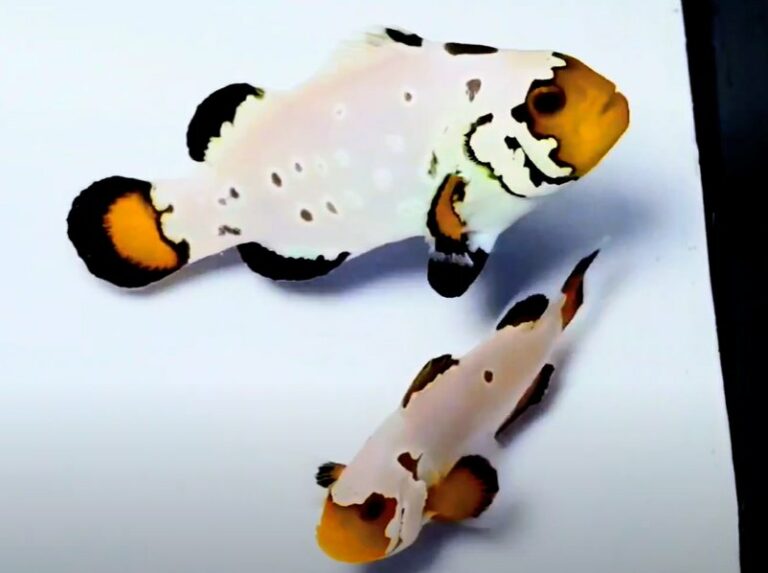 Genetic, Habitat, And Diseases Of Frostbite Clownfish - Tiny Fish Tank